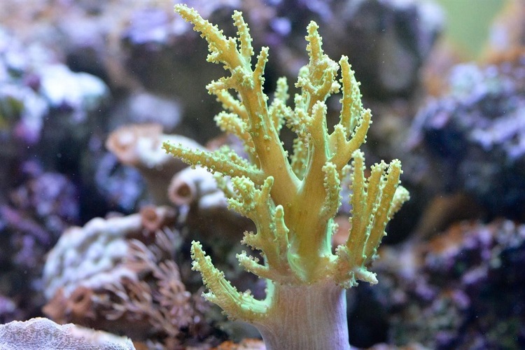 Sinularia Coral